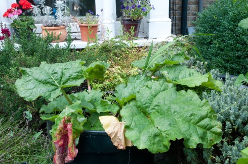 Runner beans strengthen our community! | Out of my shed