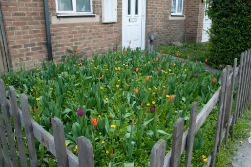 Peter Nyssen Bulbs | Out of my shed