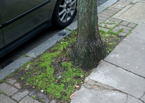 Best plants for tree pits in London | Out of my shed