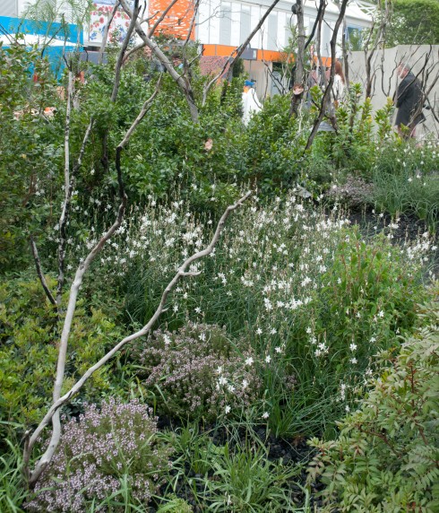 Pleached field maple | Out of my shed