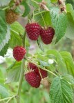 Polka raspberries | Out of my shed