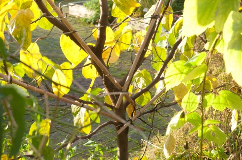 Planning a quince tree | Out of my shed