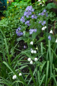 Lunaria ‘Corfu Blue’ | Out of my shed