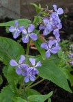 Lunaria ‘Corfu Blue’ | Out of my shed