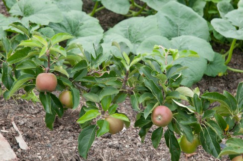 Apples | Out of my shed