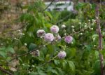 Rubus ulmifolius Bellidiflorus | Out of my shed